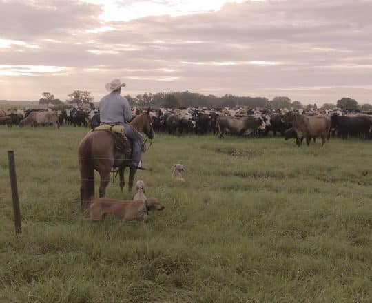 Raising Beef | Beef Loving Texans | Beef Loving Texans is your one-stop ...
