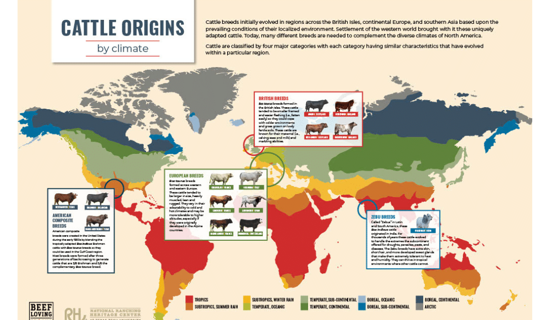 Cattle Breeds Poster | Beef Loving Texans | Beef Loving Texans is your ...