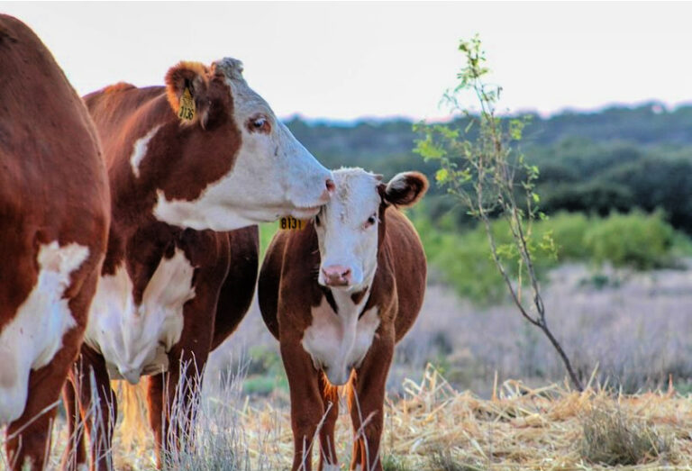 James Uhl and the Future of Powell Ranches – Fort McKavett, Texas ...